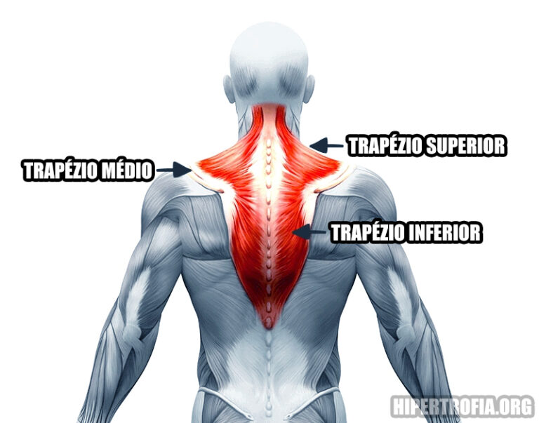 8 exercícios para trapézio para usar no treino em 2025
