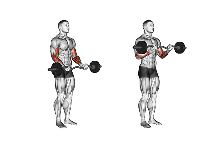 O melhor treino push/pull/legs para hipertrofia