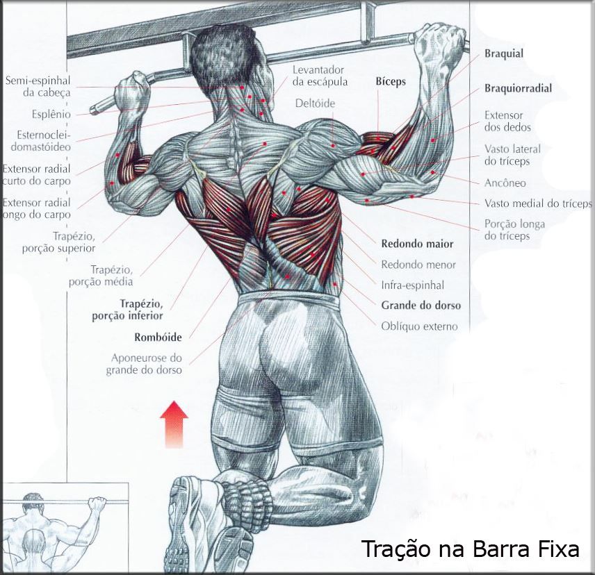 Barra Fixa Pronada Como Executar Da Forma Correta Barra Fixa Pronada Como Executar Da Forma Correta