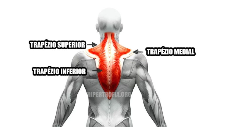 Melhores exercícios de trapézio com halteres